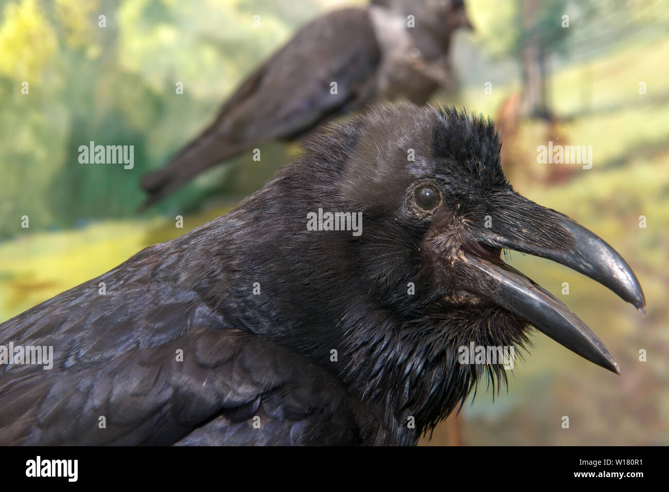 Moscow Region, Russia - March 25, 2019: Scarecrow raven. Eskponat in ...
