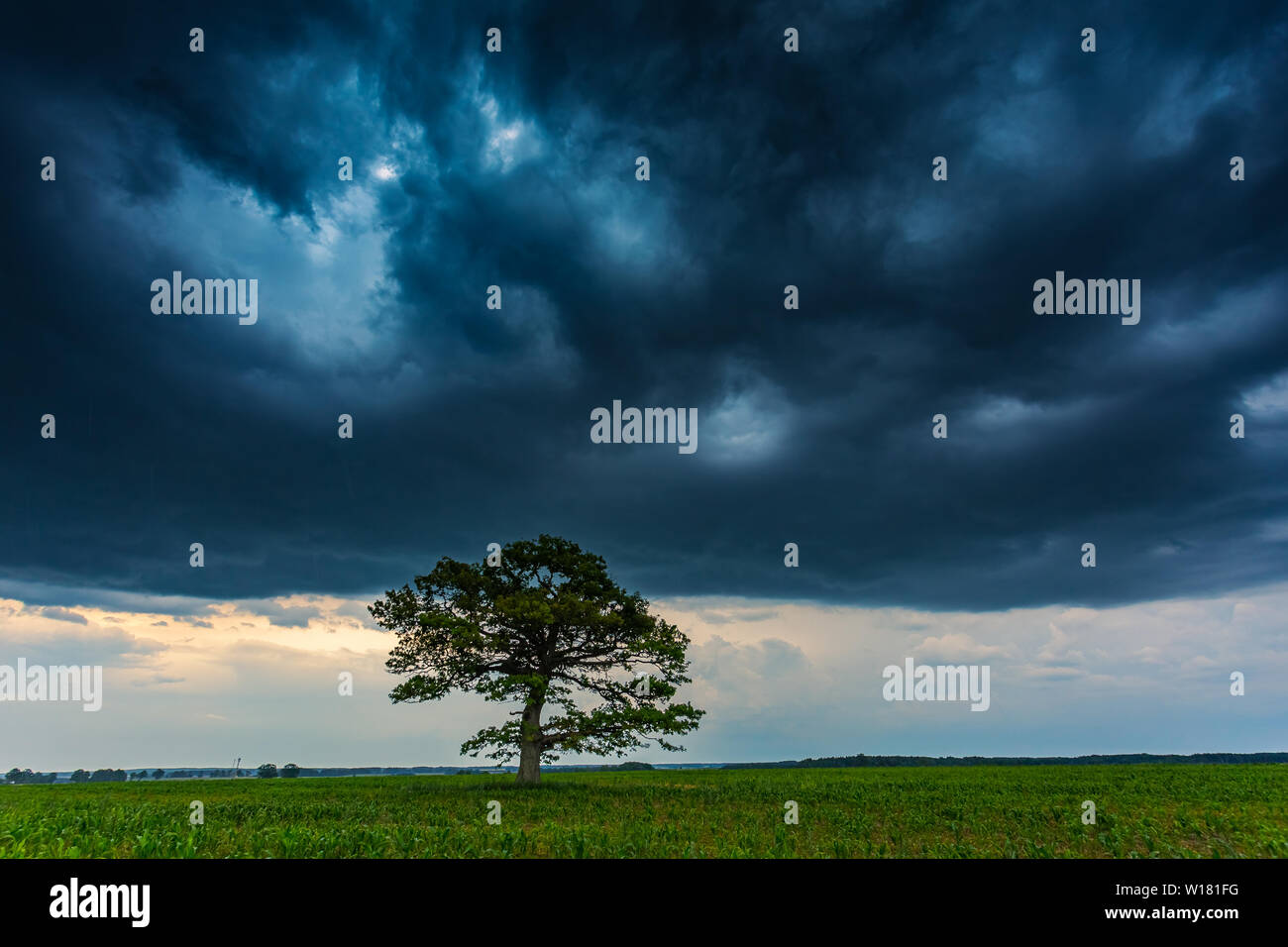 Tree dark storm hi-res stock photography and images - Alamy
