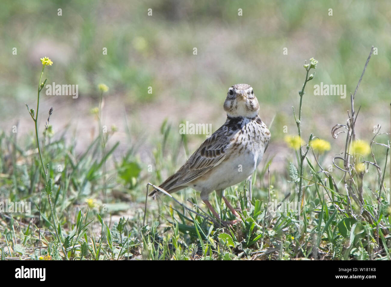 Calandra Lark (Melanocorypha calandra), adult, Vashlovani National Park ...