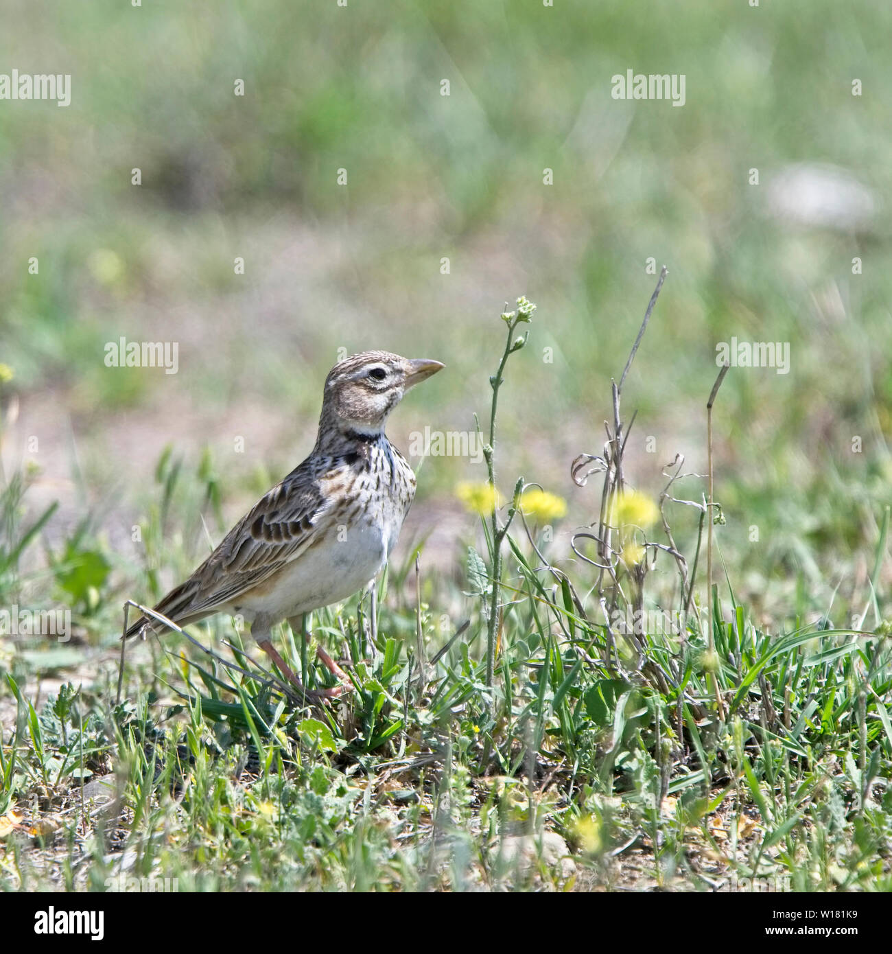Calandra Lark (Melanocorypha calandra), adult, Vashlovani National Park ...