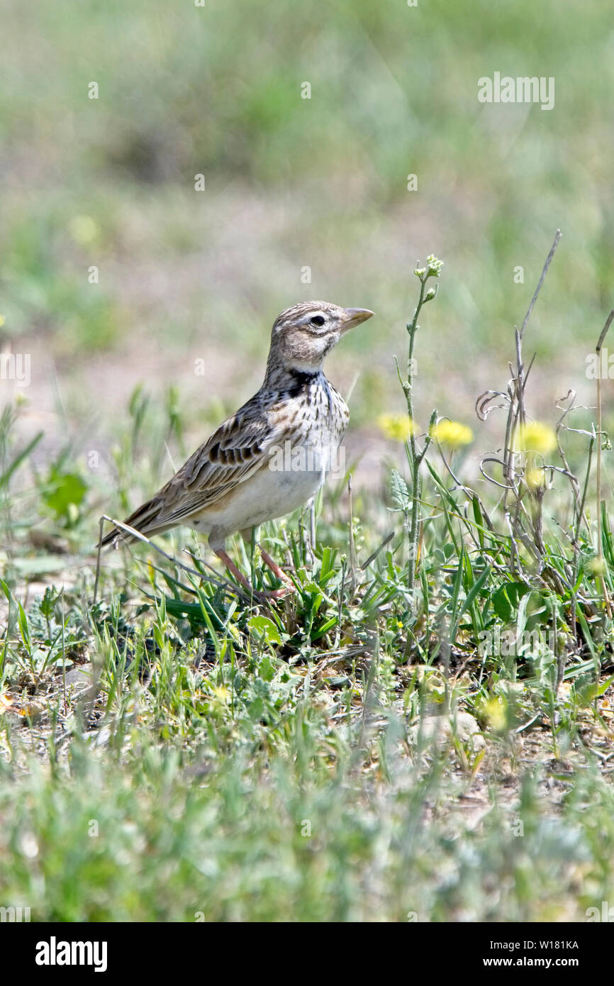 Calandra Lark (Melanocorypha calandra), adult, Vashlovani National Park ...