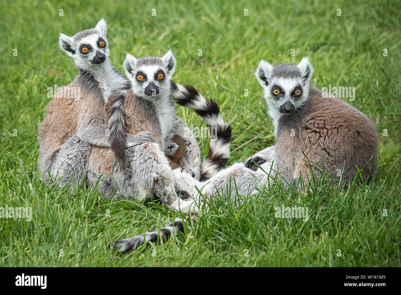 A family group of ring tailed lemurs complete with a very young one The ...