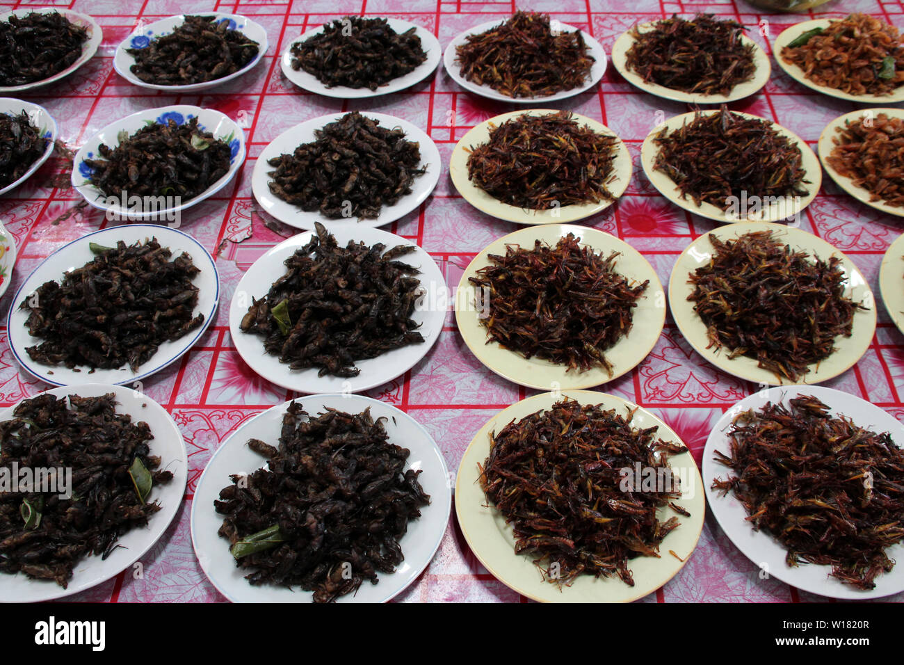 cooked insects in a market in vientiane (laos Stock Photo - Alamy