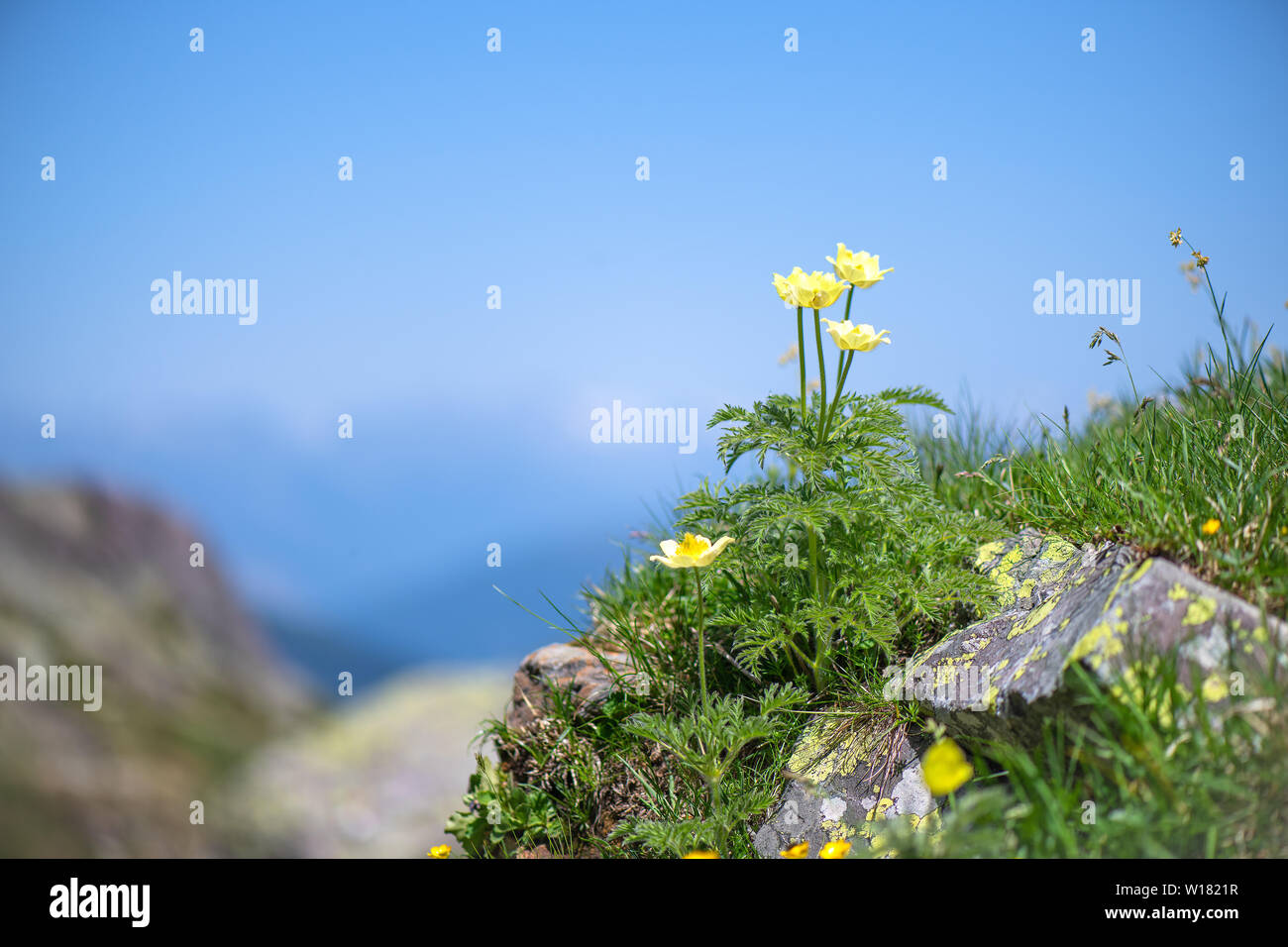 Flower Pulsatilla alpina on mountain path sulel Italian Alps Stock ...