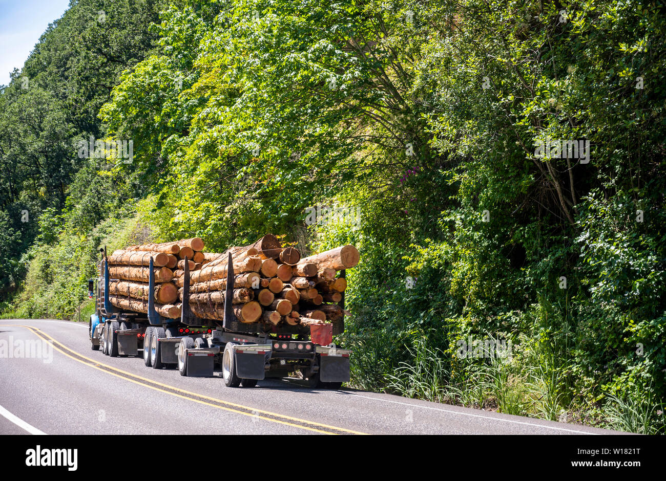 Big rig powerful blue semi tuck tractor transporting heavy trees logs ...