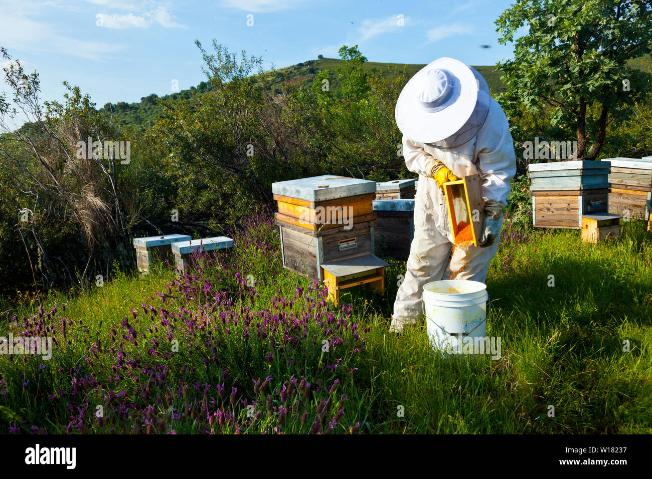 Beekeeping Tourism High Resolution Stock Photography and Images - Alamy
