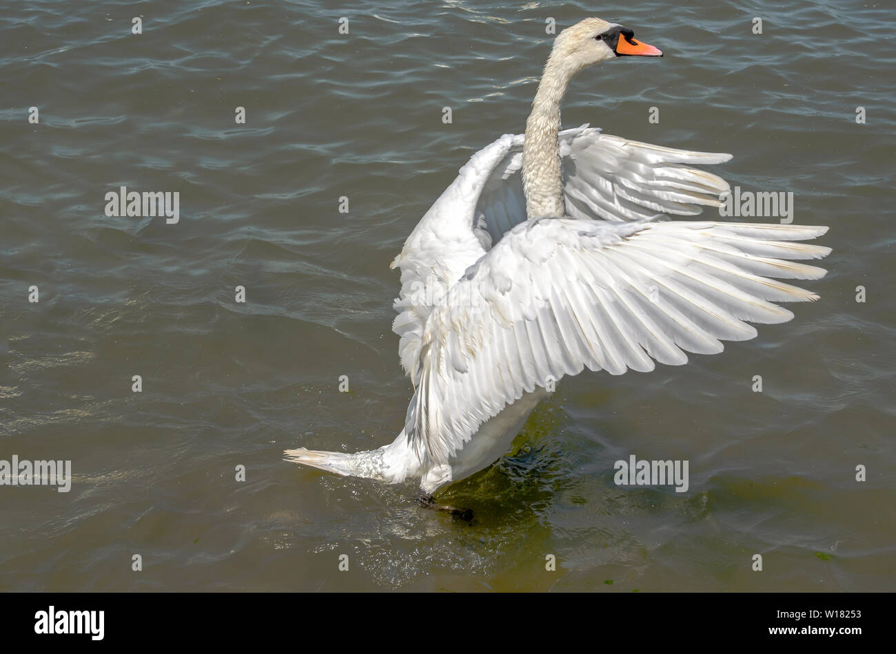 Mute swan standing up on the river and spreading its wings UK Stock ...