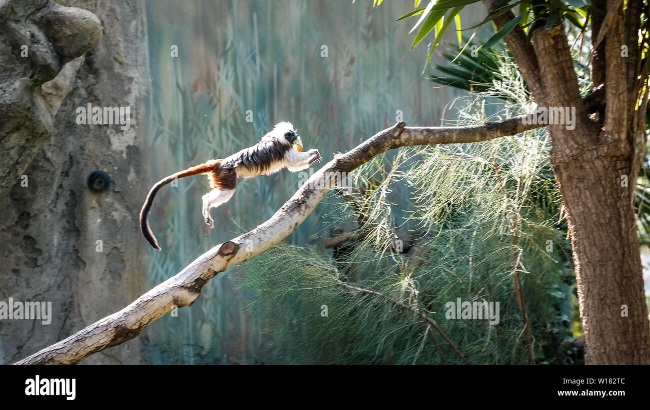 Monkey zoo jumping hi-res stock photography and images - Alamy