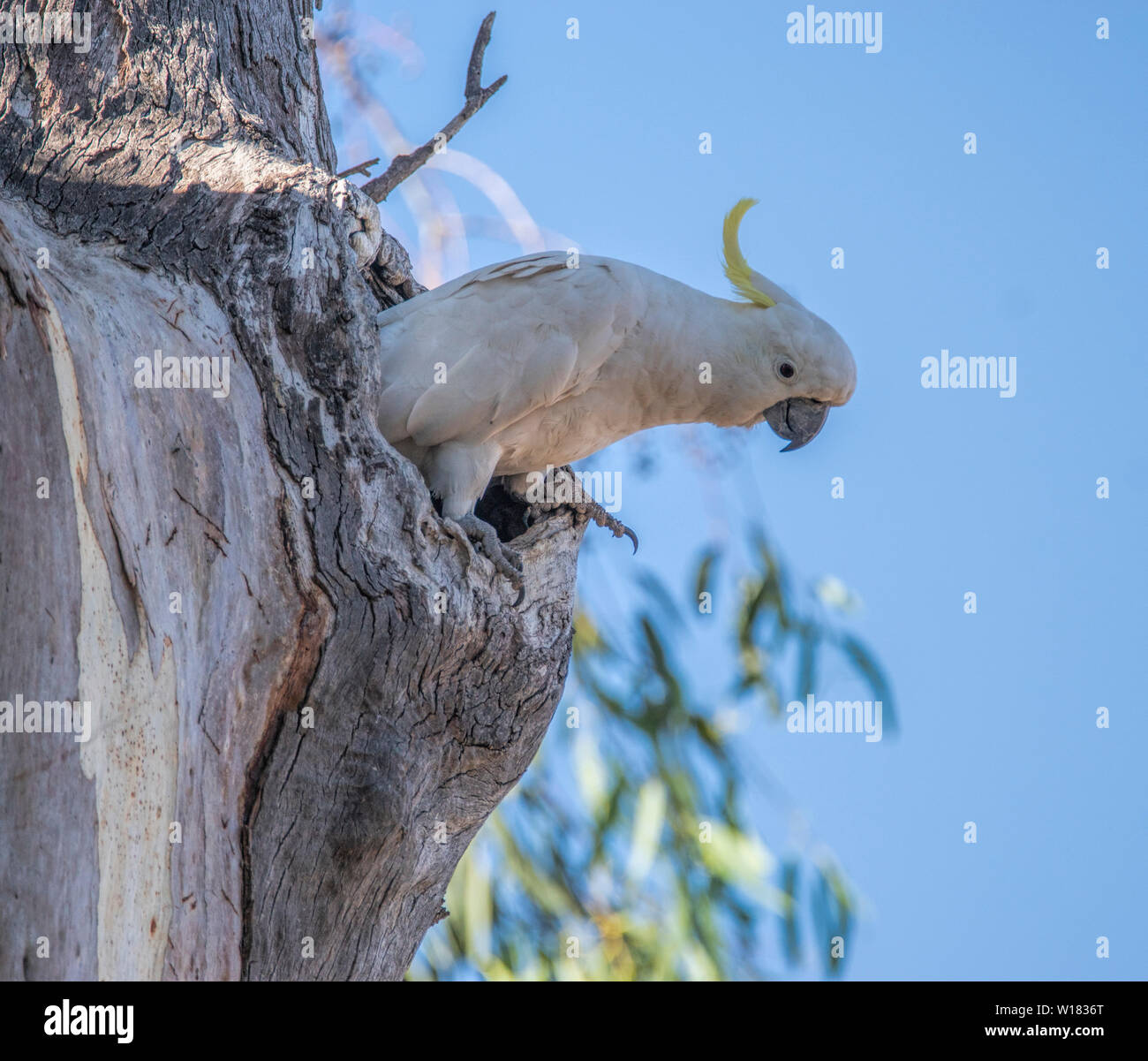 White cockatoo in tree hi-res stock photography and images - Alamy