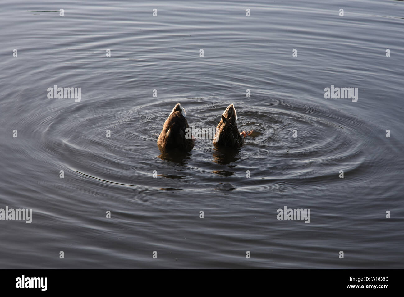 Diving ducks hi-res stock photography and images - Alamy