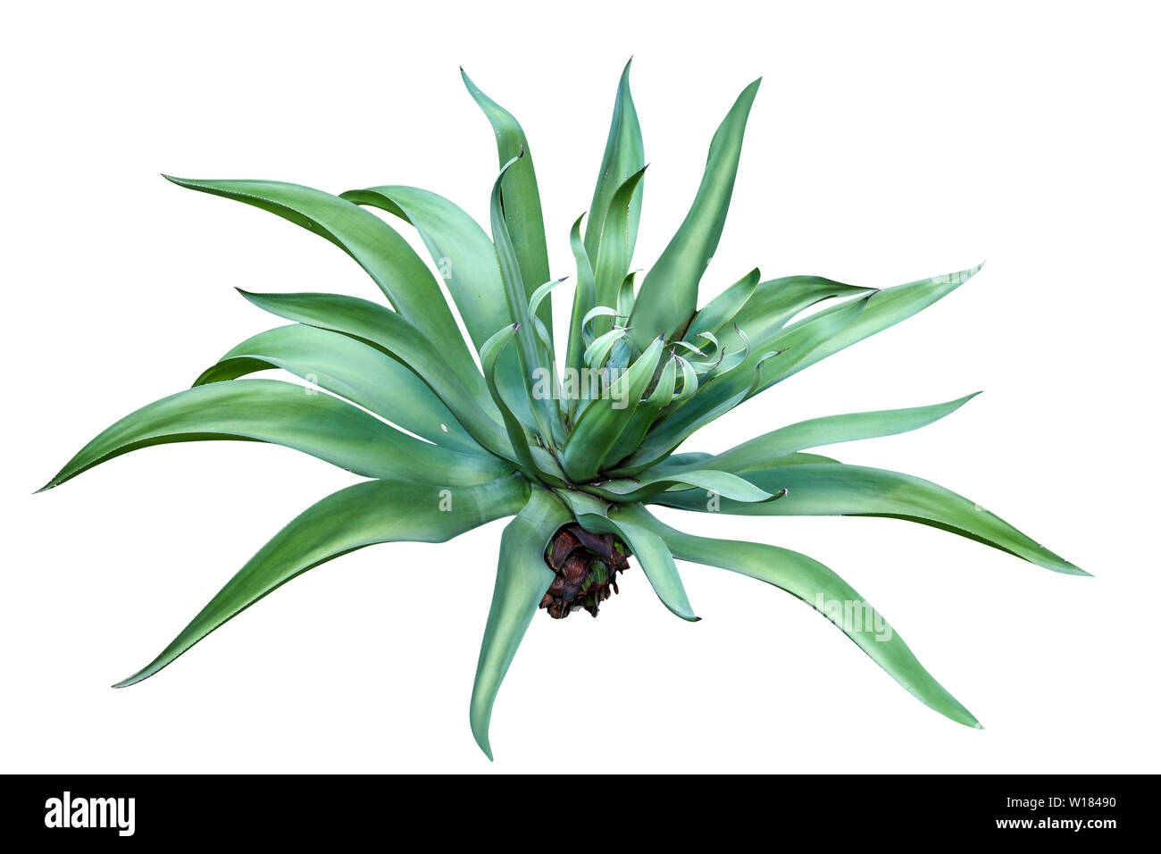 Agave plant isolated on white background Stock Photo - Alamy