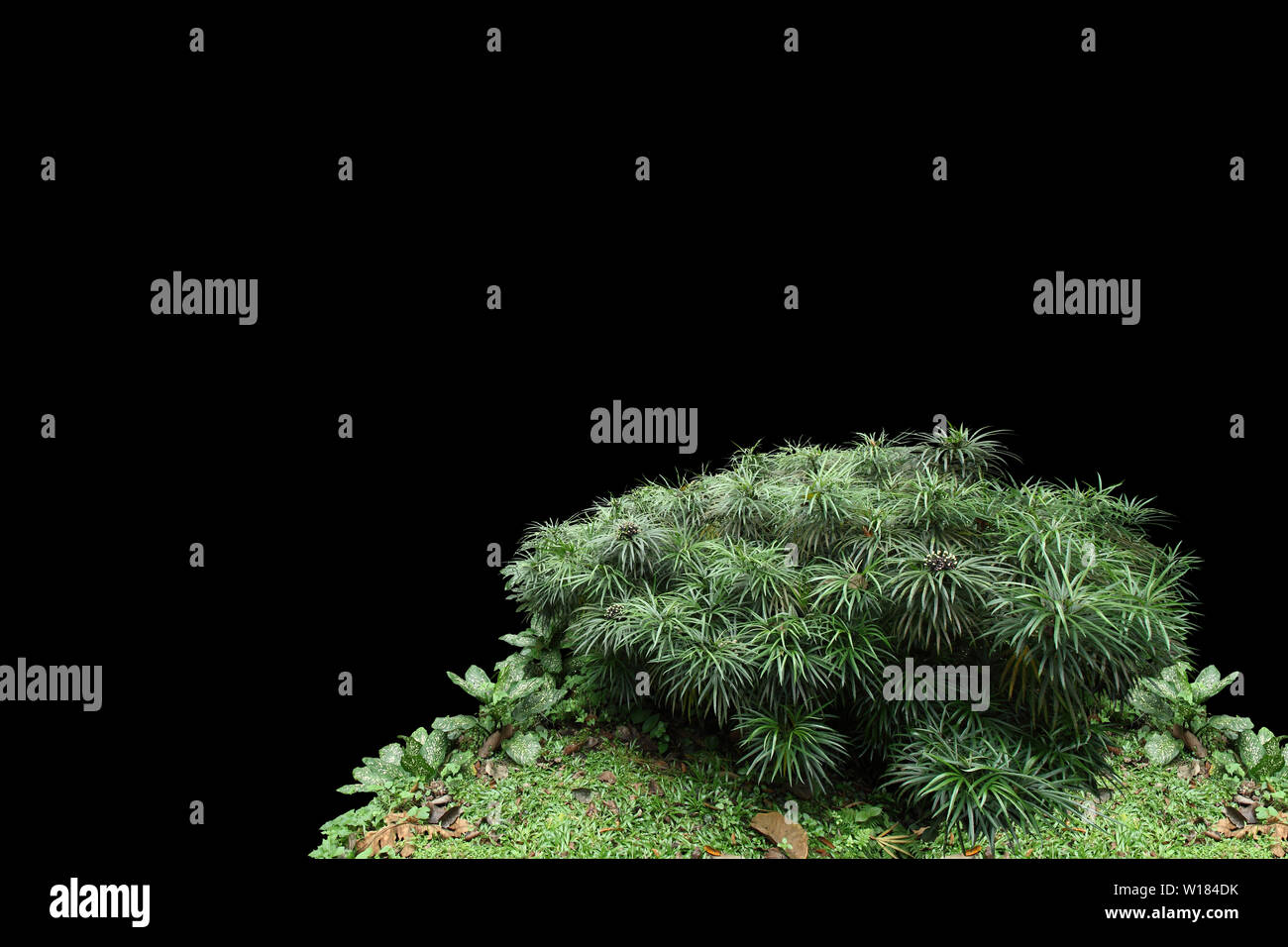 Tropical leaves jungle bush on ground nature backdrop isolated on black ...