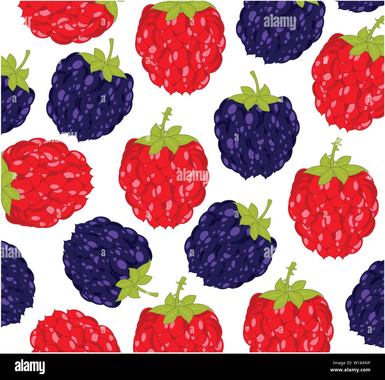 Vector illustration of the berry of the raspberry and blackberry ...