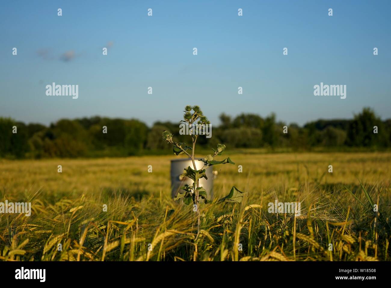 Golden hour in June makes best lightning and contrast Stock Photo - Alamy