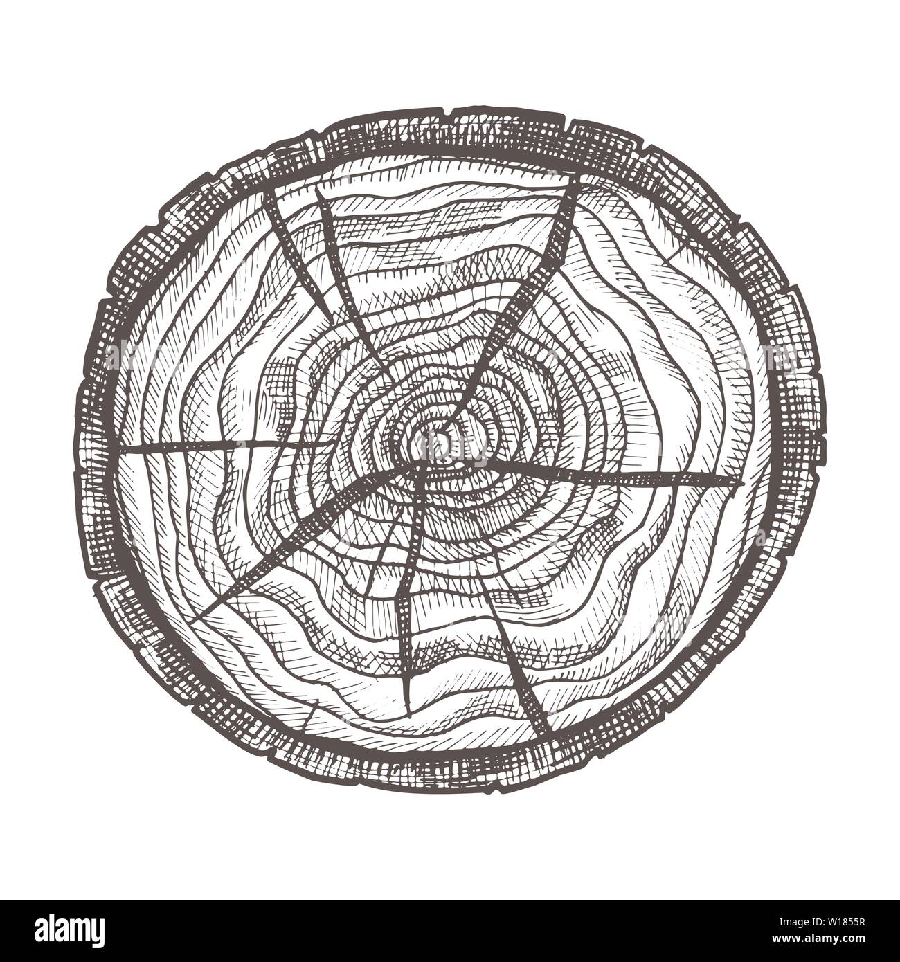 Round Wooden Cross Section With Tree Rings Vector Stock Vector Image ...