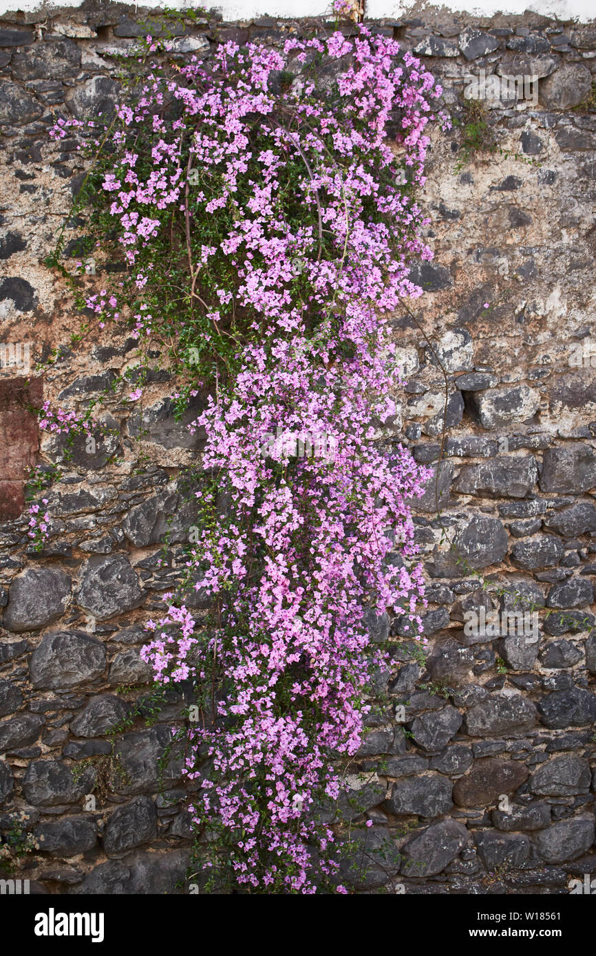 Funchal spring flora, Madeira, Portugal, European Union Stock Photo - Alamy