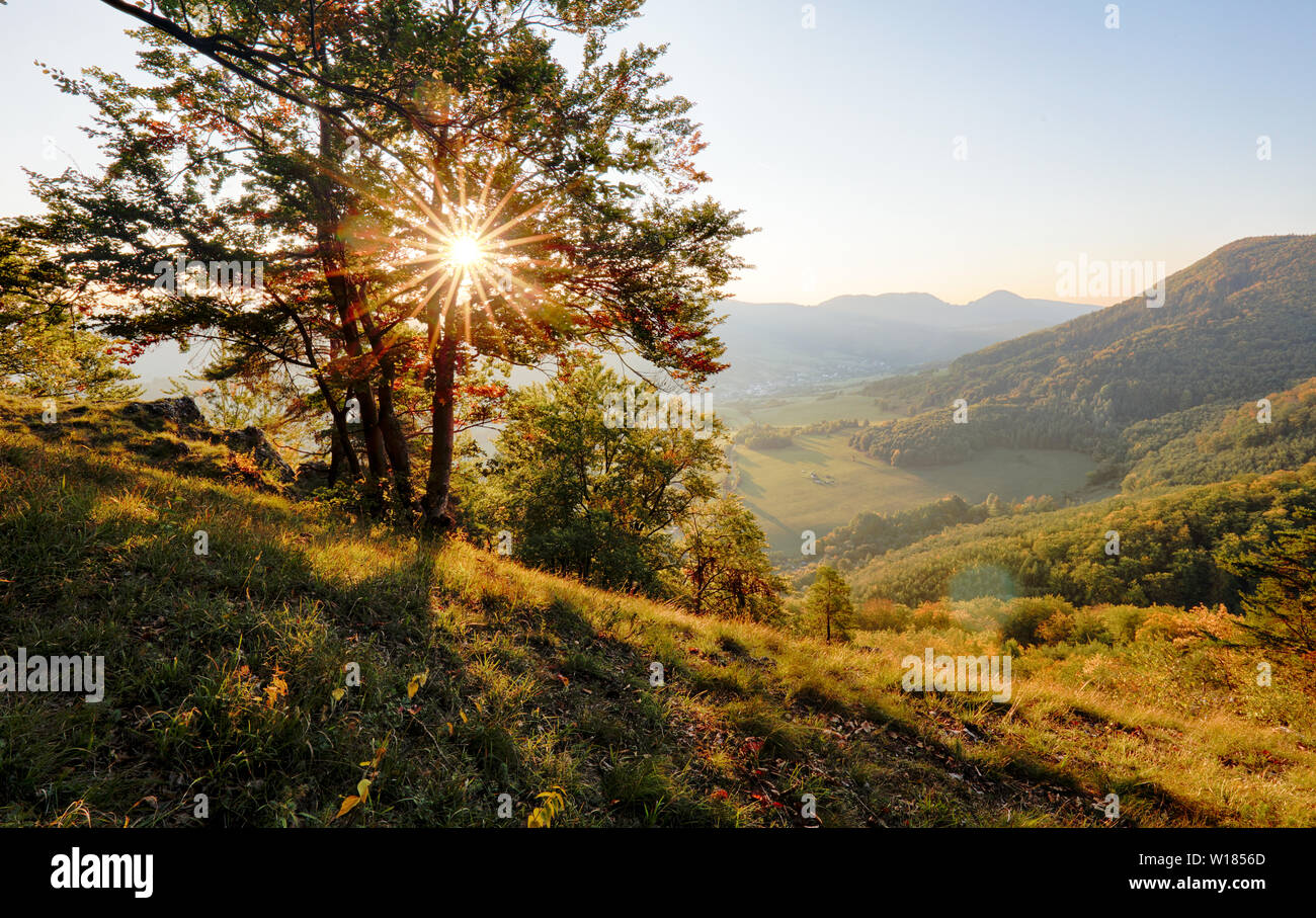 Pine forest. Spring. Sunset Stock Photo - Alamy