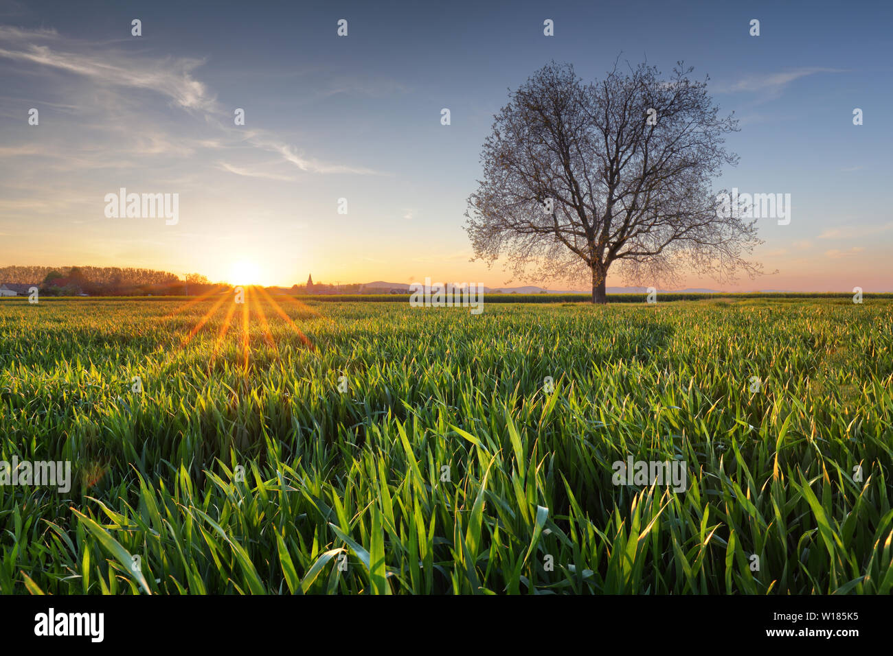 Lush trees fields bright sun hi-res stock photography and images - Alamy