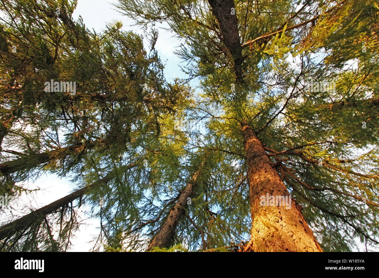 Trees in a forest Stock Photo - Alamy