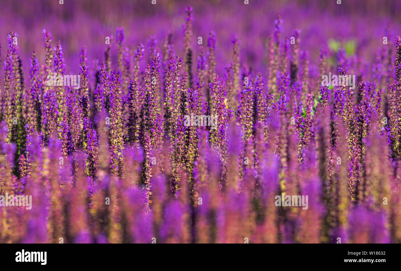 Beautiful lavender lavandula field hi-res stock photography and images ...