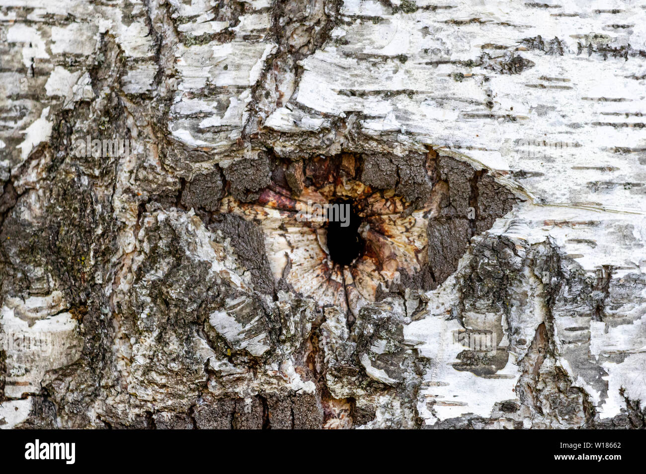 eye in bark tree trunk, background Stock Photo - Alamy