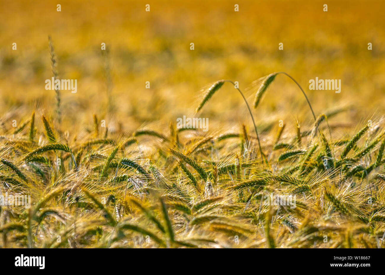 wheat cereal field agriculture background Stock Photo - Alamy