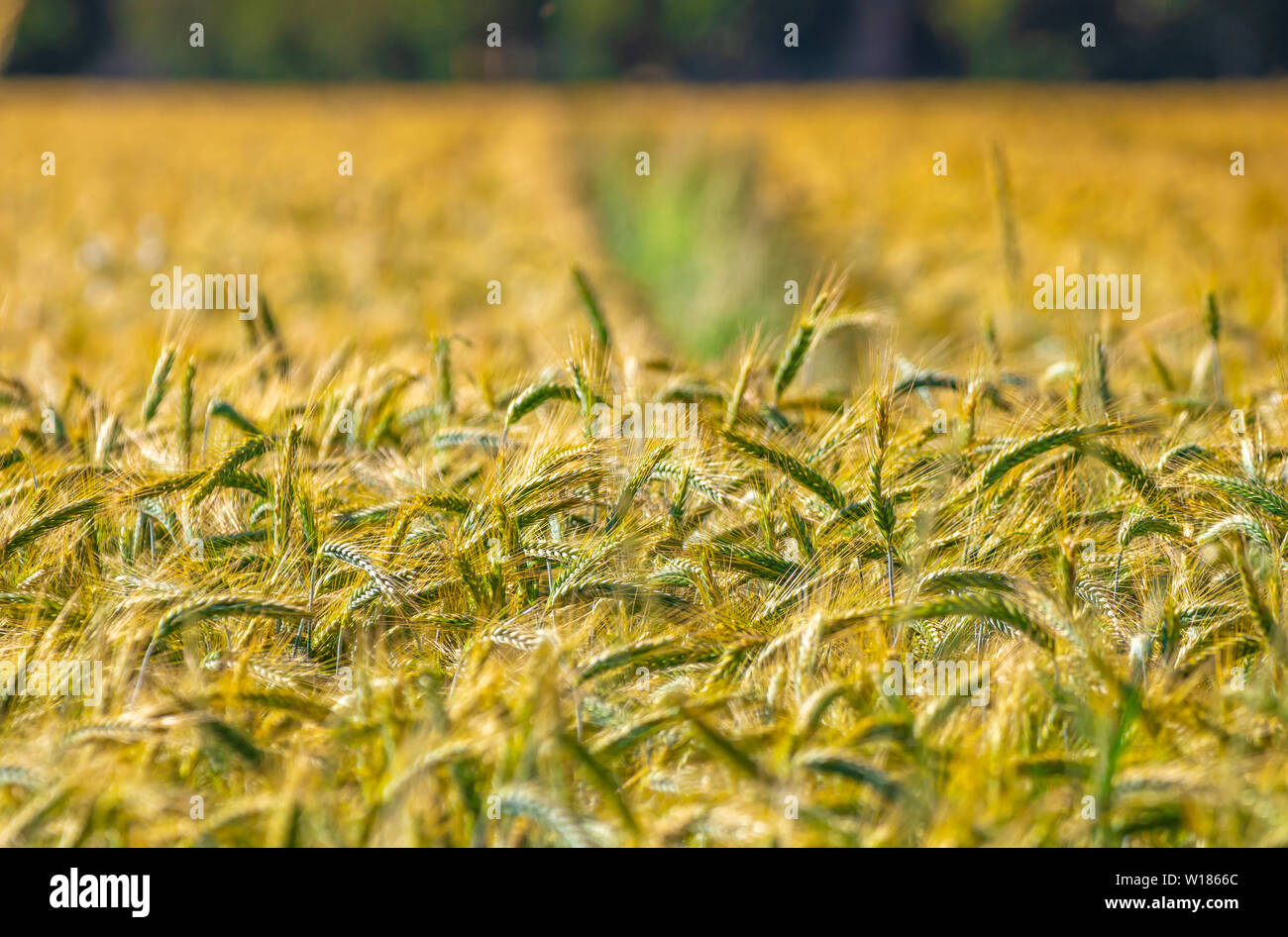 wheat cereal field agriculture background Stock Photo - Alamy