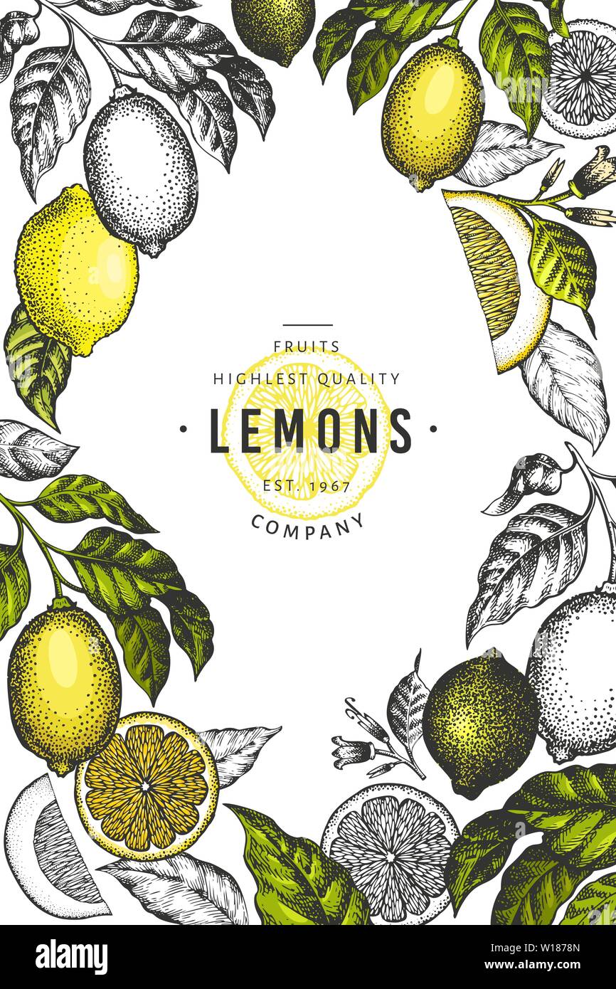 Lemon tree banner template. Hand drawn vector fruit illustration ...