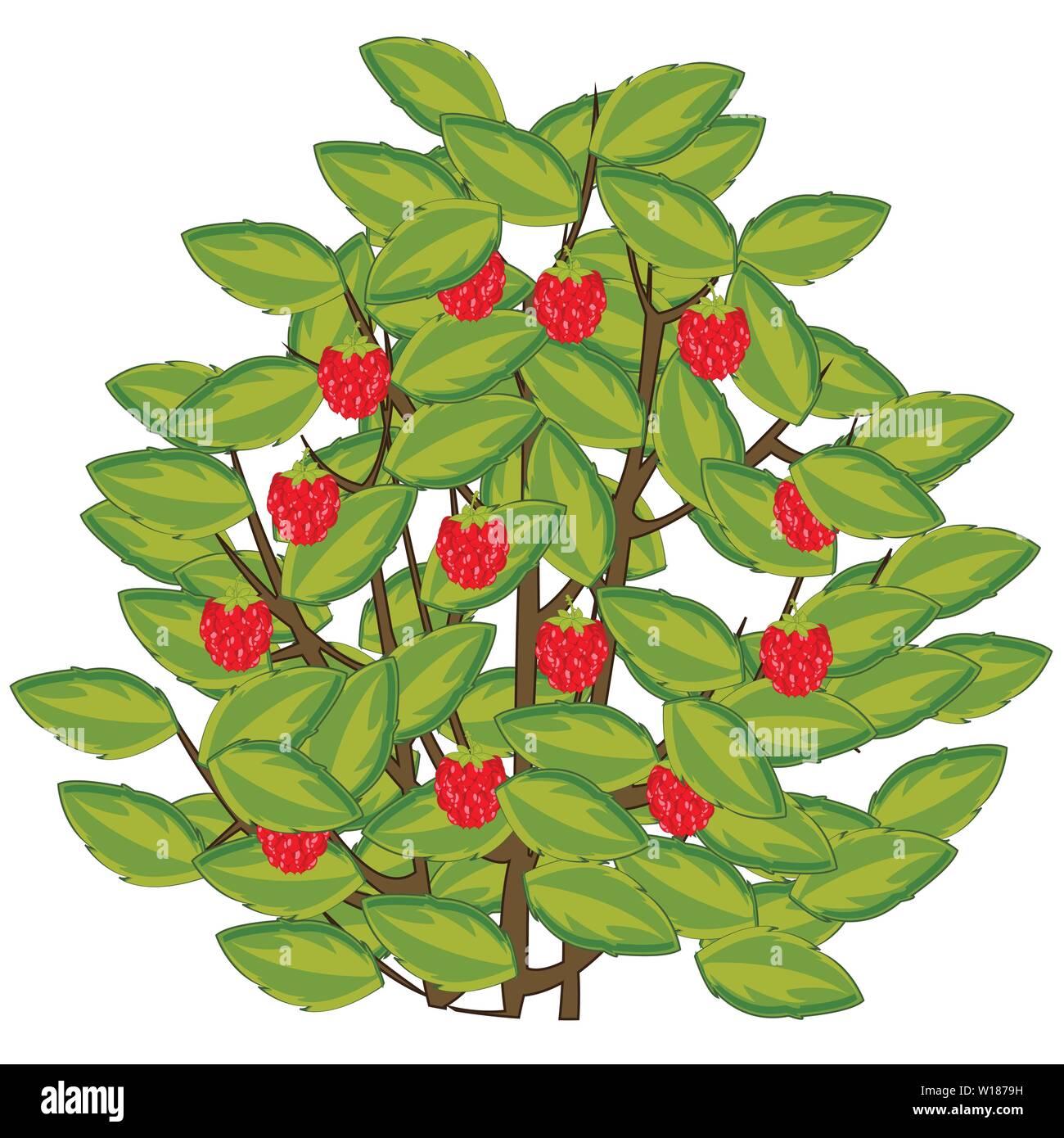 Raspberry bush harvest Stock Vector Images - Alamy