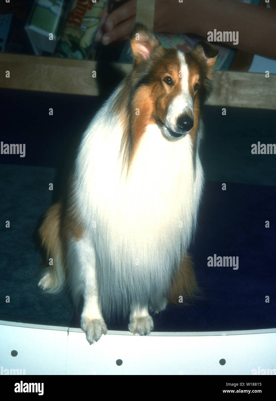 Las Vegas, Nevada, USA 24th July 1994 Lassie attends the 13th Annual ...