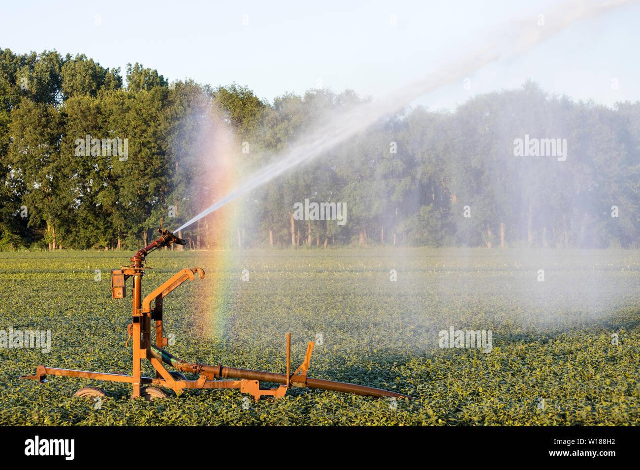 Water being sprayed at a field because of drought in summer ...