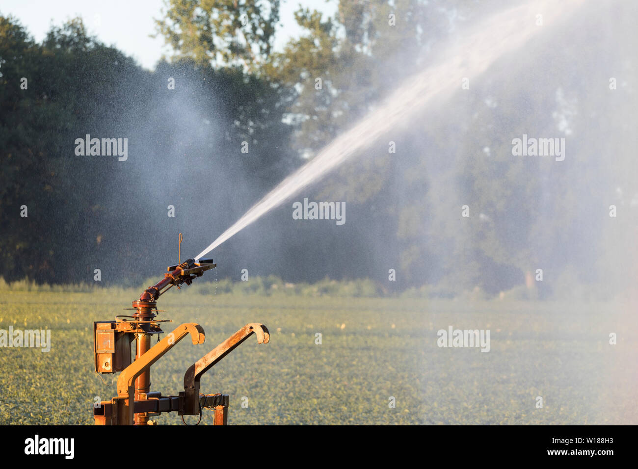 Water being sprayed at a field because of drought in summer ...