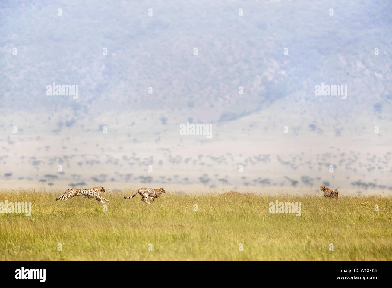 Fastest mammal in the world hi-res stock photography and images - Alamy