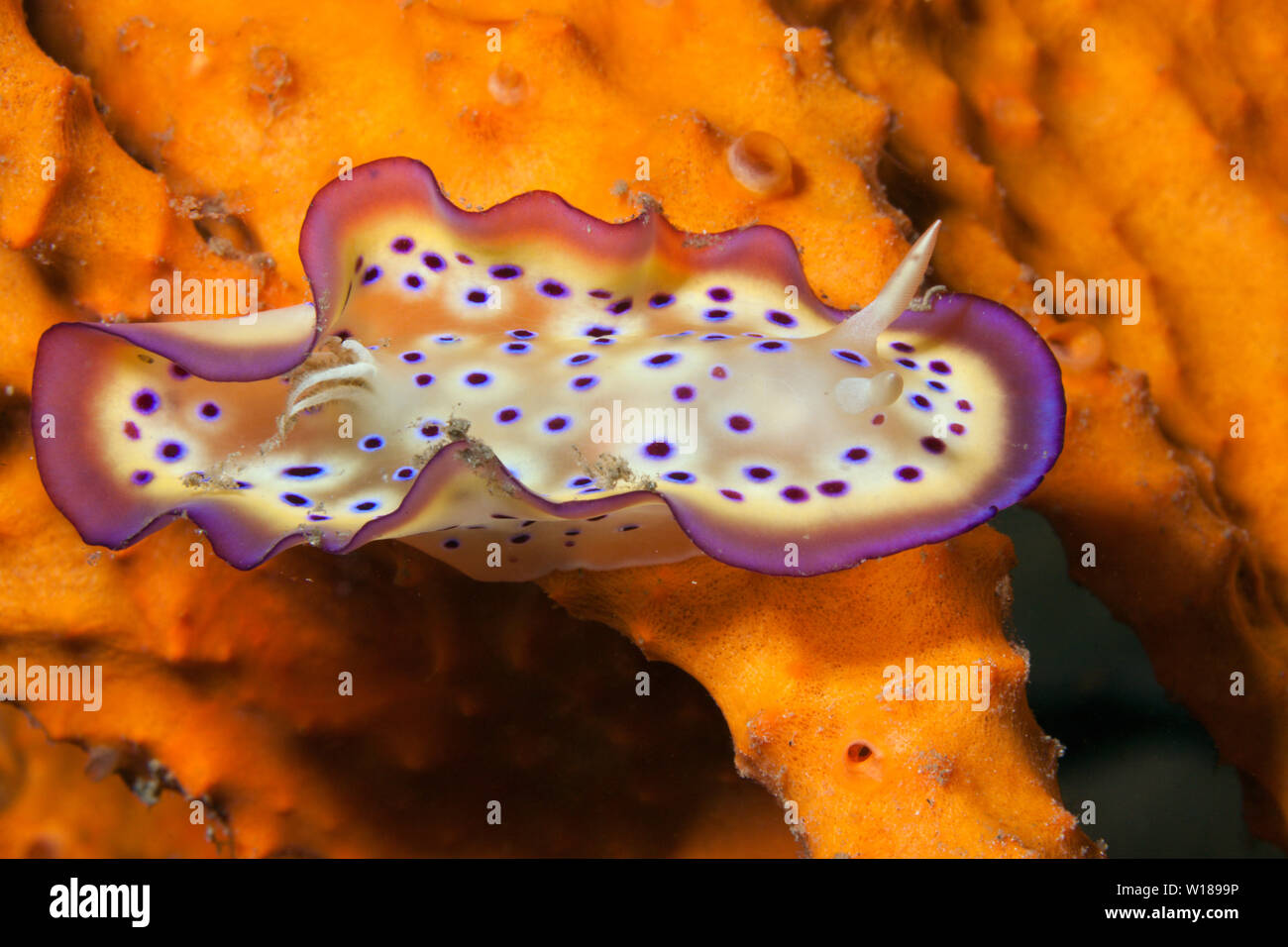 Dotted sea slug hi-res stock photography and images - Alamy