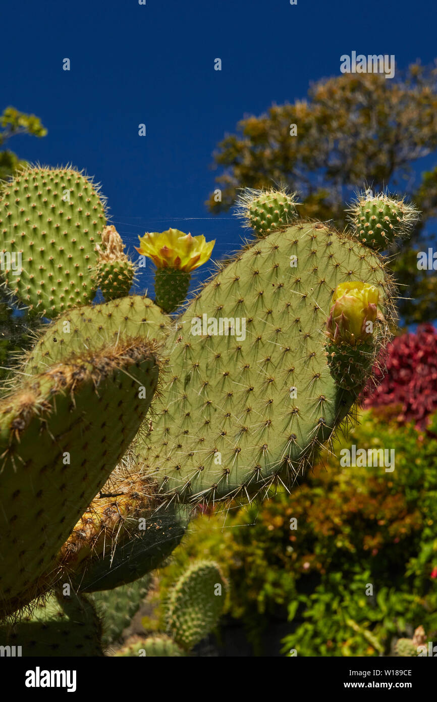 Prickly pear cactus with flowers against a clear blue sky in the Santa ...