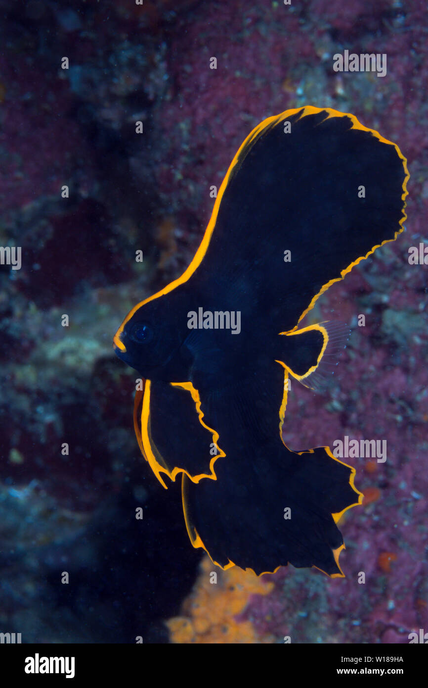 Juvenile Pinnate Batfish, Platax pinnatus, Tufi, Solomon Sea, Papua New ...