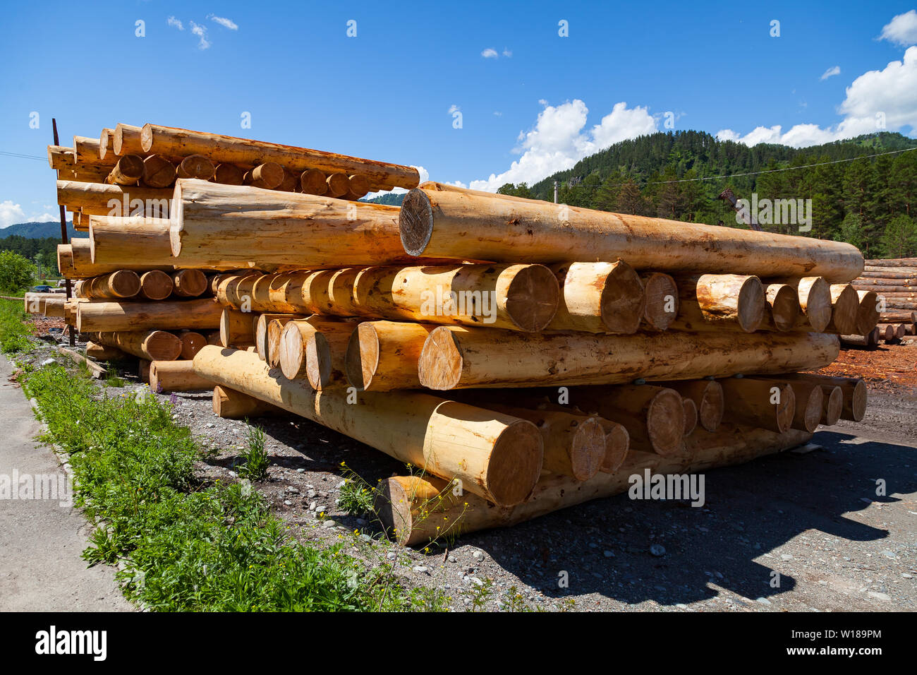 Large sawn round pine trees are laid in a pile for preparation of the ...