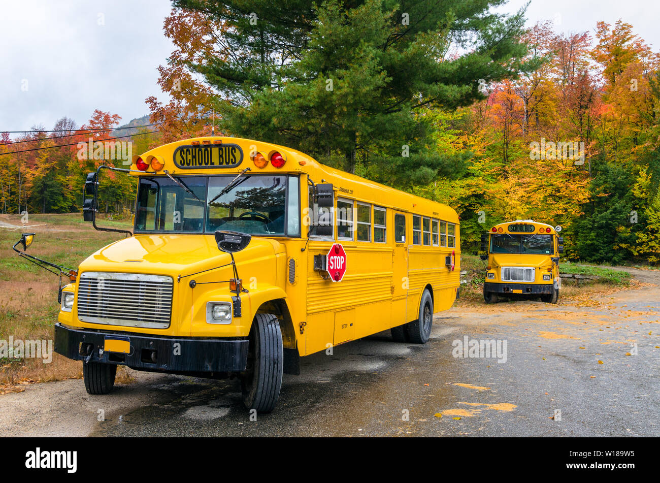 Parked yellow school buses with colourful autumn trees in background on ...