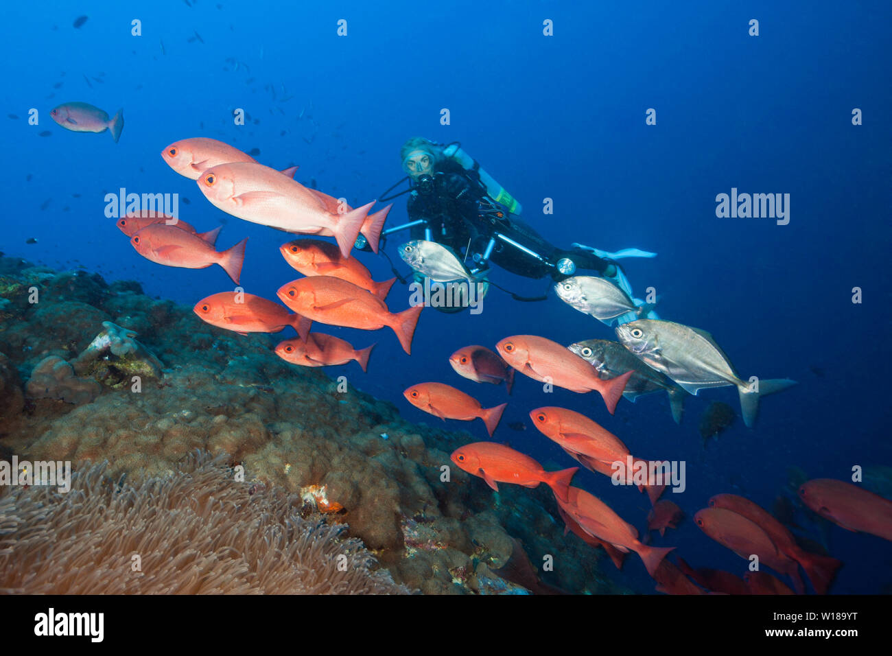 Shoal of Slender Pinjalo Snapper, Pinjalo lewisi, Tufi, Solomon Sea ...