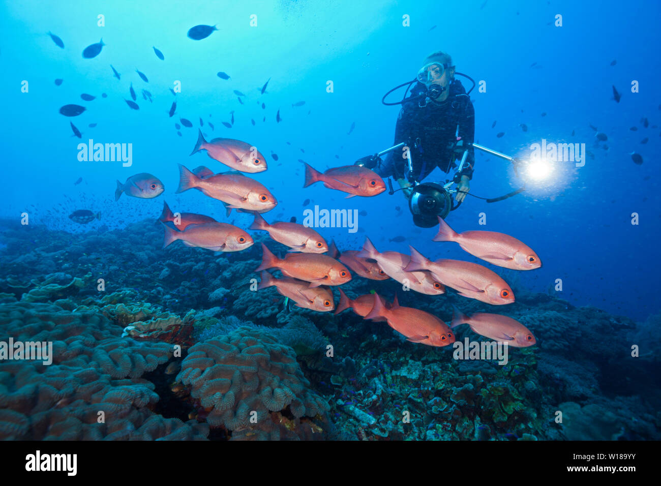 Shoal of Slender Pinjalo Snapper, Pinjalo lewisi, Tufi, Solomon Sea ...