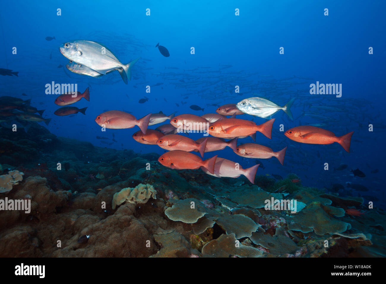 Shoal of Slender Pinjalo Snapper, Pinjalo lewisi, Tufi, Solomon Sea ...