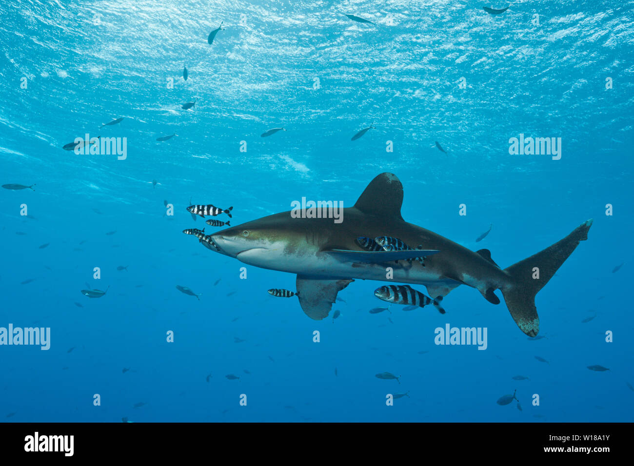 Oceanic Whitetip Shark, Carcharhinus longimanus, Atlantic Ocean ...