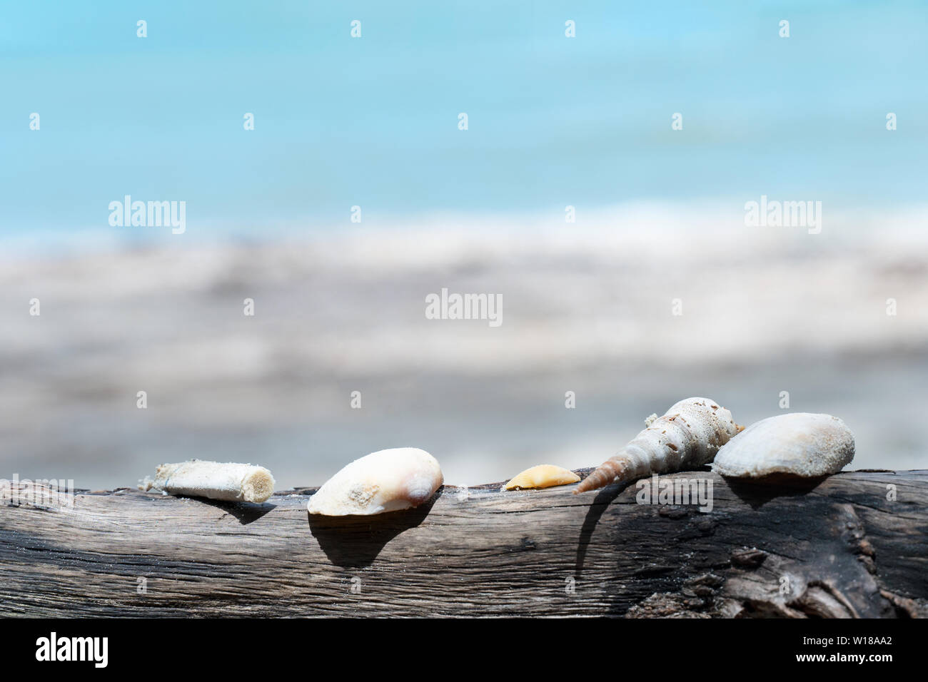 shells with marine debris of filter smoking cigarette on the wood with ...