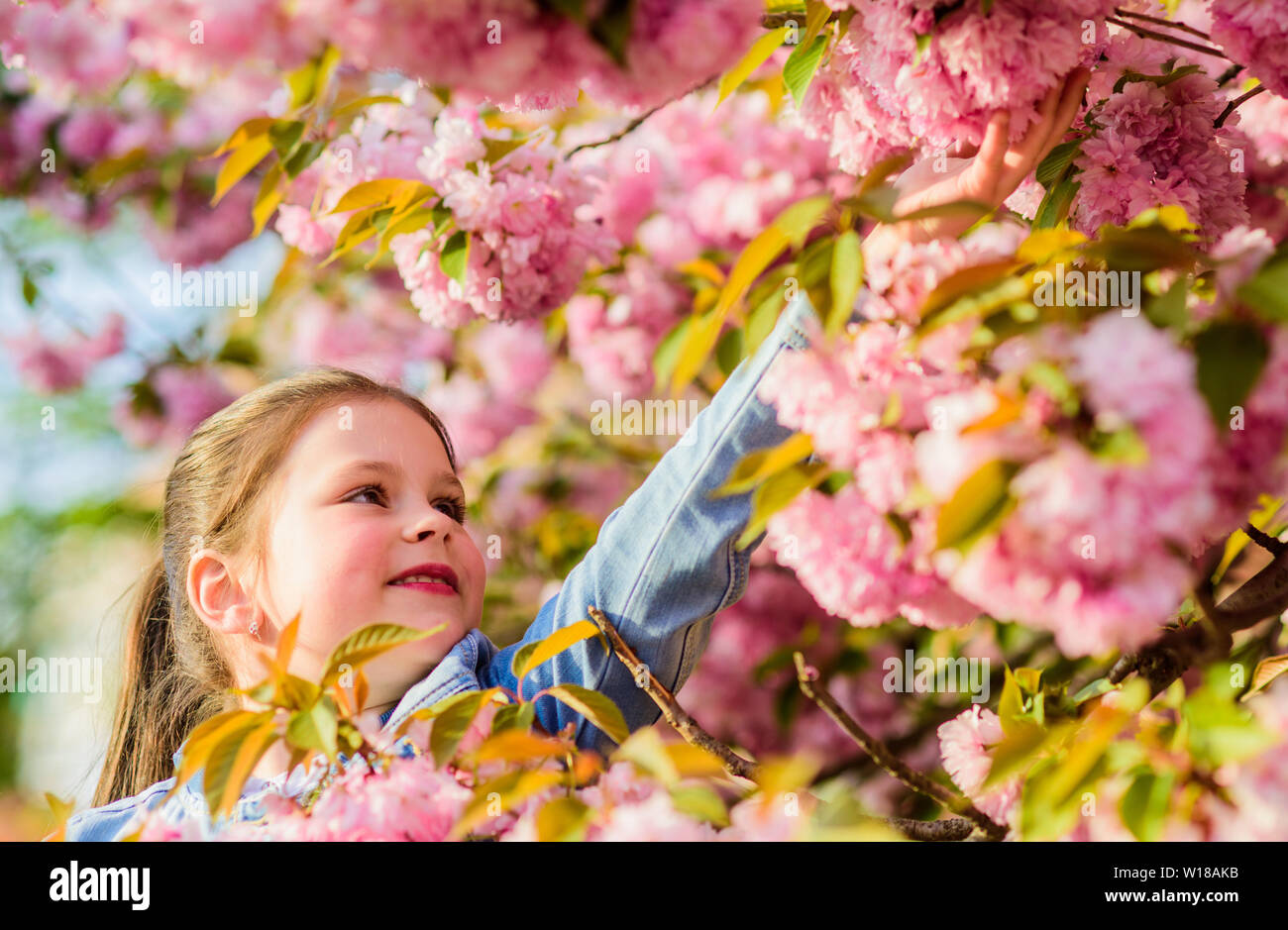 Enjoy smell of tender bloom sunny day. Sakura flower concept. Gorgeous ...