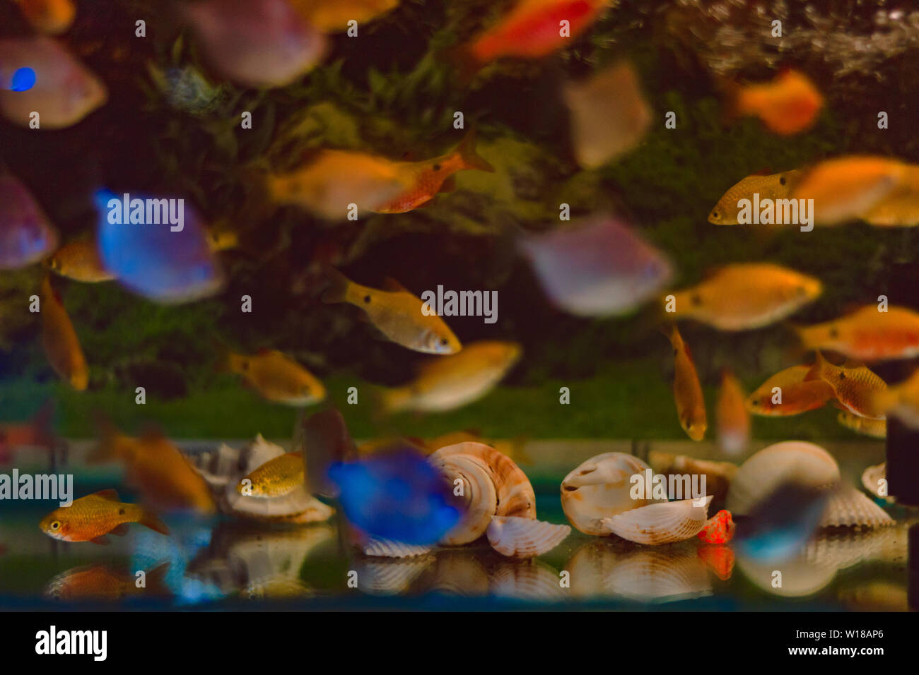 Different colored fishes and sea shells inside an aquarium Stock Photo ...