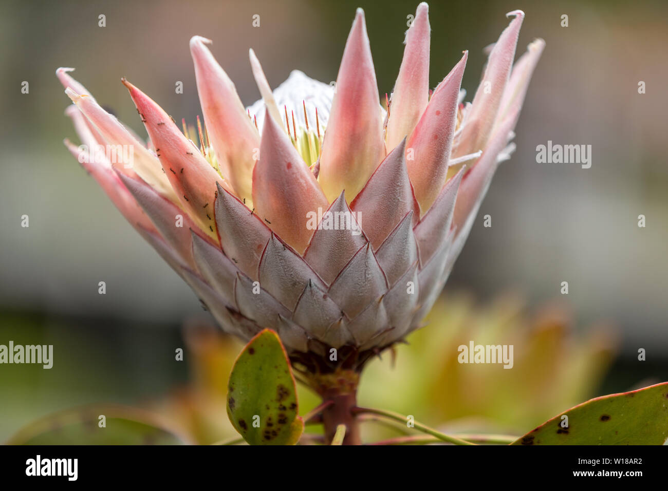 King protea or protea cynaroides the national flower of South Africa ...