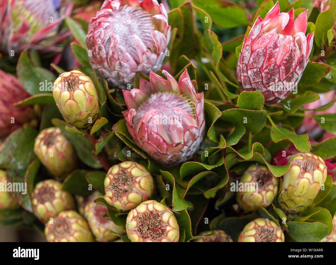 Bud of King protea or protea cynaroides the national flower of South ...