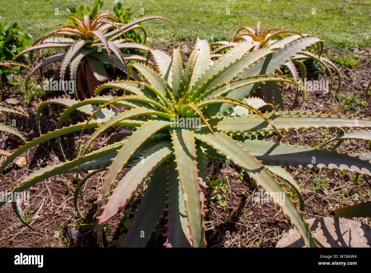 Green big leaves of Agave Succulent Plant Stock Photo - Alamy