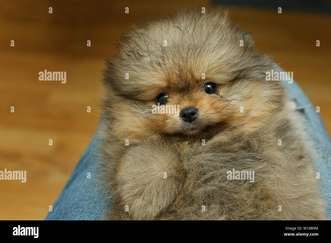 Little puppy Pomeranian lying on his knees up legs Stock Photo - Alamy