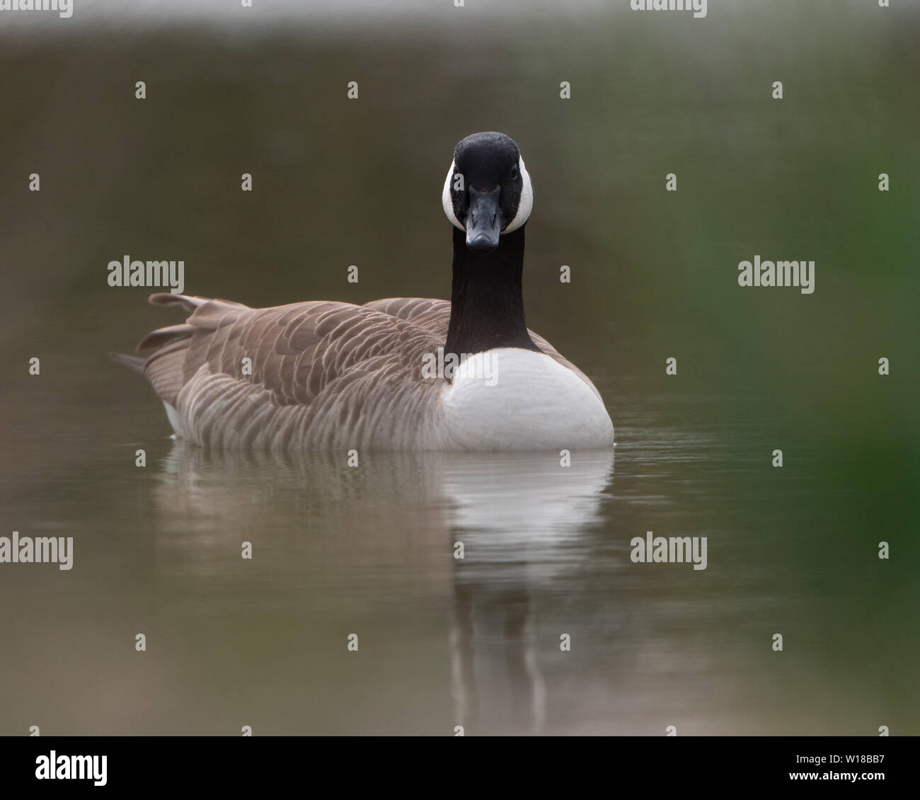 Invasive wildlife hi-res stock photography and images - Alamy